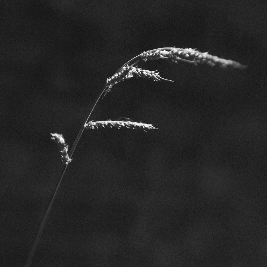 Photograph by Codrin Lupei - Fine Art America