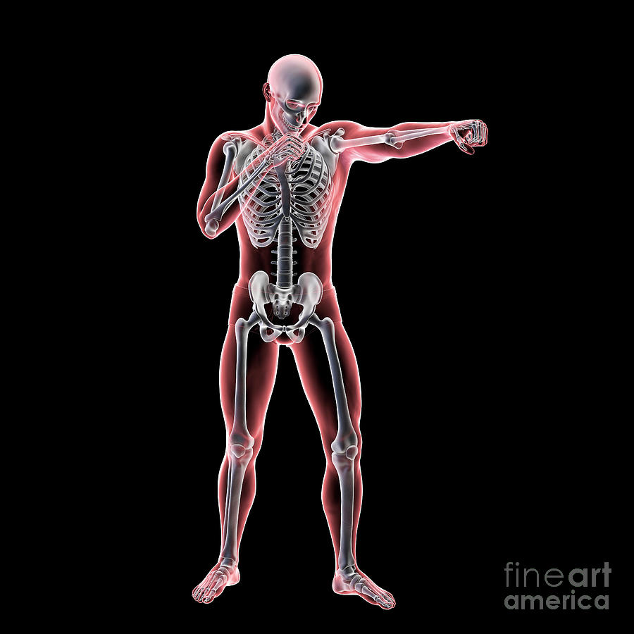 Anatomy Of A Boxer Photograph by Kateryna Kon/science Photo Library ...