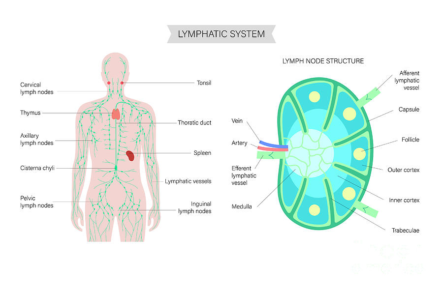 Lymphatic System Photograph by Pikovit / Science Photo Library - Pixels