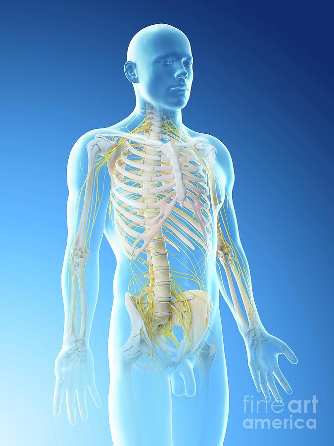 Male Nervous System Photograph By Sebastian Kaulitzki Science Photo