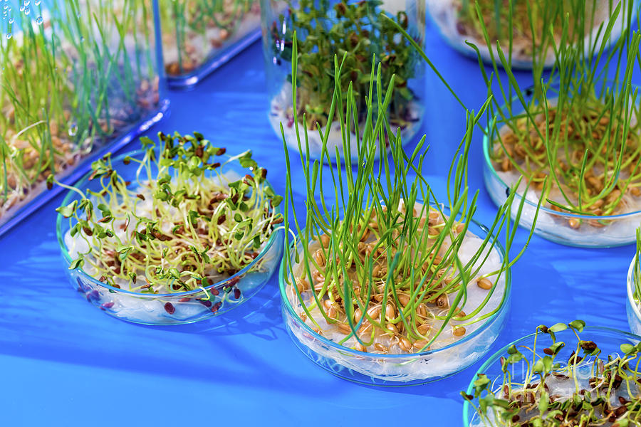 Plant Research Photograph by Wladimir Bulgar/science Photo Library - Pixels