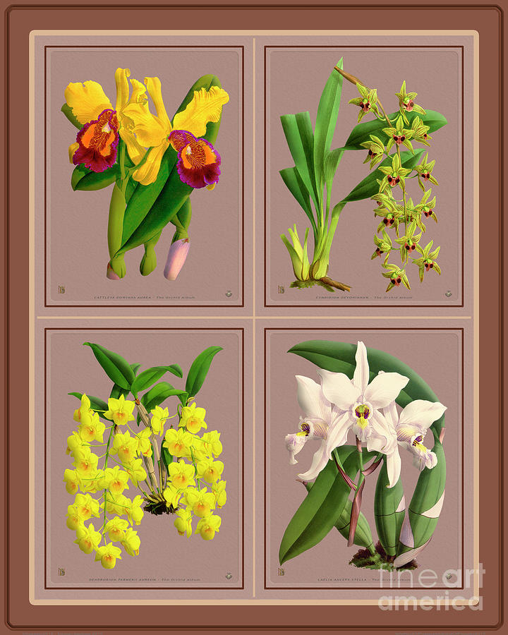 Orchids Quatro Collage Mixed Media by Baptiste Posters - Fine Art America