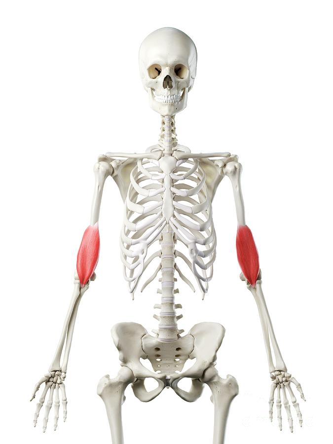 Brachialis Muscle Photograph by Sebastian Kaulitzki/science Photo ...