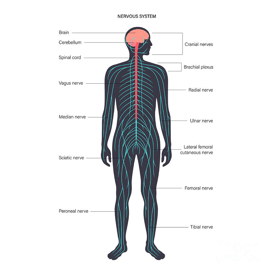 Central Nervous System Photograph by Pikovit / Science Photo Library ... Central Nervous System Photograph by Pikovit / Science Photo Library ...