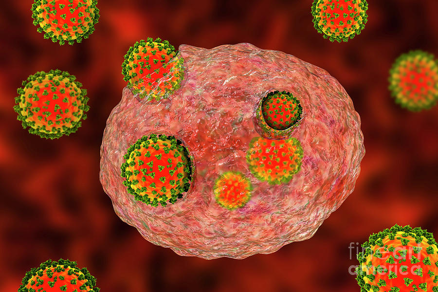 Covid-19 Coronaviruses Infecting Human Cells Photograph by Kateryna Kon/science Photo Library ...