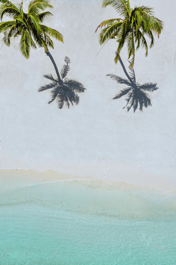 Aerial View Of Palm Trees On Tropical Beach Photograph by Cavan Images / Konstantin Trubavin ...
