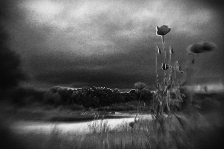 Photograph by Codrin Lupei - Fine Art America