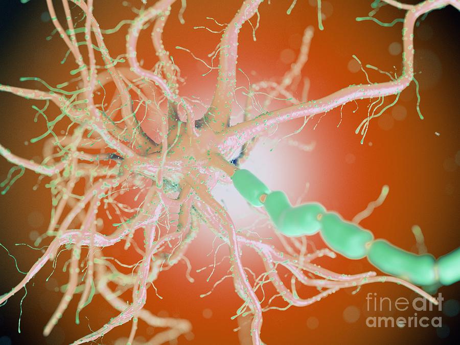 Human Nerve Cell Photograph By Sebastian Kaulitzkiscience Photo Library