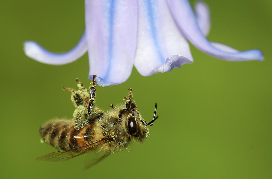 The Spread of the Coronavirus Disease Photograph by Toby Melville ...