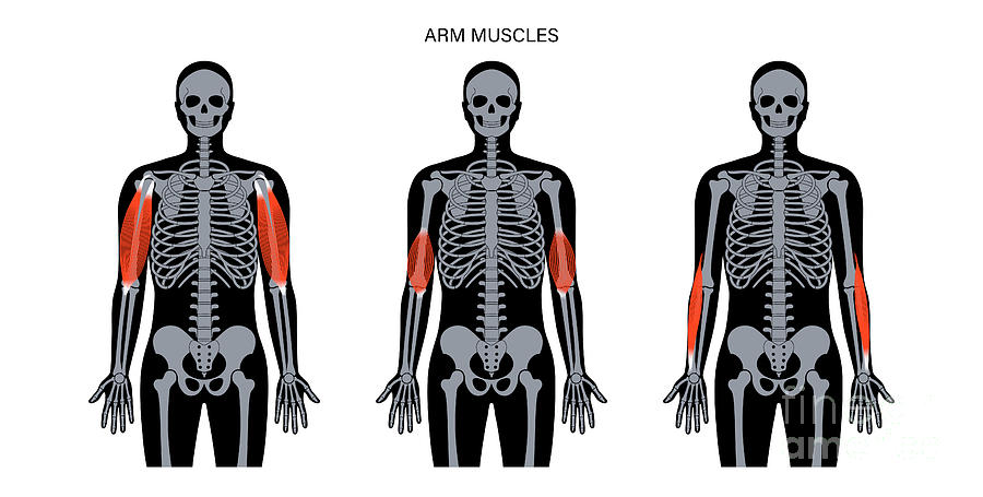 Arm Anatomy Photograph By Pikovit Science Photo Library Pixels