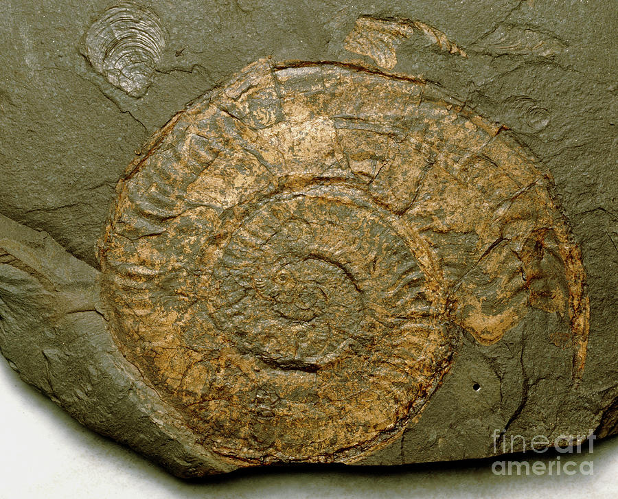 Ammonite Fossil Photograph by Astrid & Hanns-frieder Michler/science Photo Library - Fine Art ...