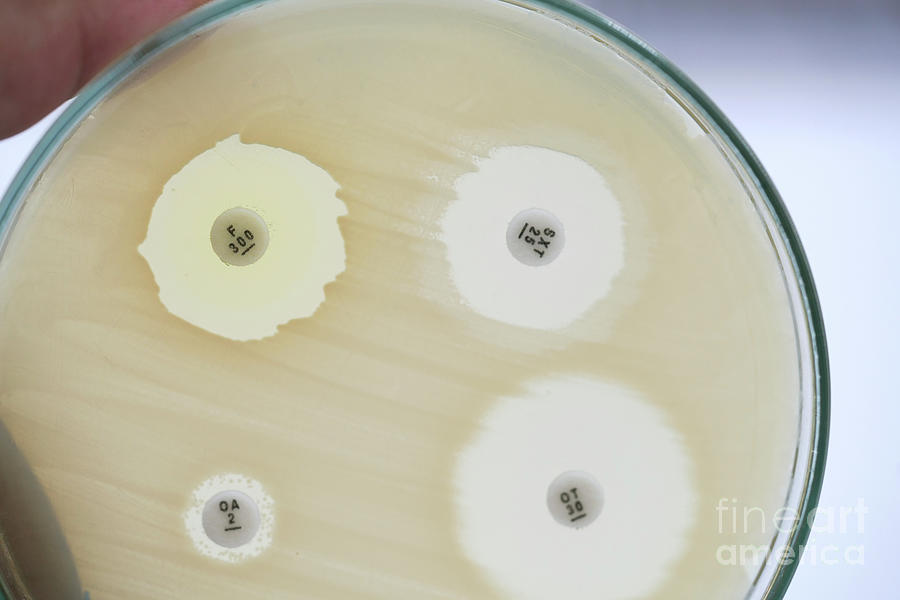 Antibiotic Sensitivity Test Photograph by Choksawatdikorn / Science ...