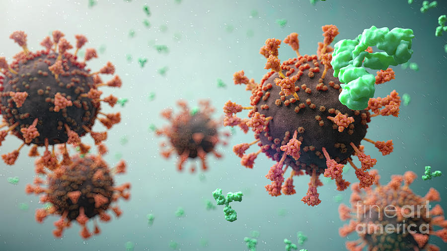 Antibodies Binding To Sars-cov-2 Spike Protein #2 Photograph by Science ...