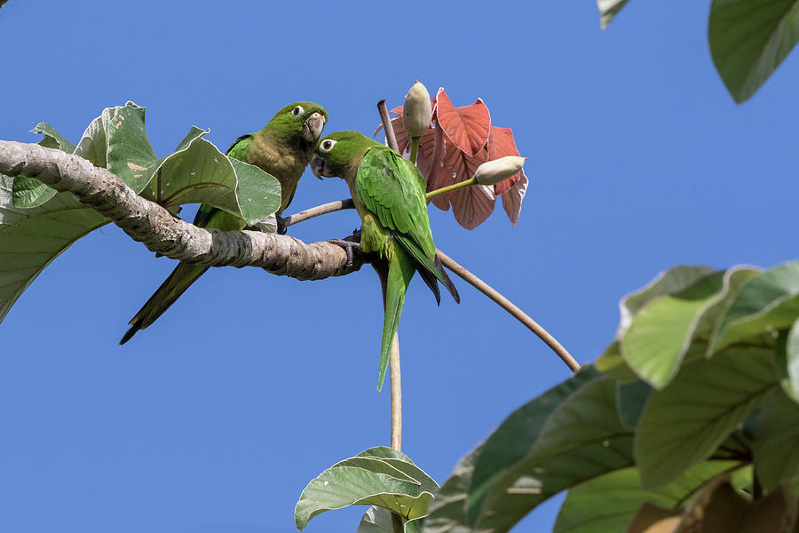 Aratinga Nana, These Birds Mate Photograph by Caren Brinkema | Pixels