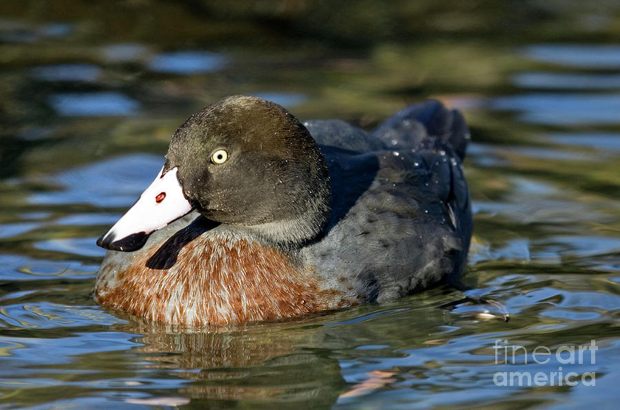 Blue Duck Photograph by John Devries/science Photo Library - Pixels