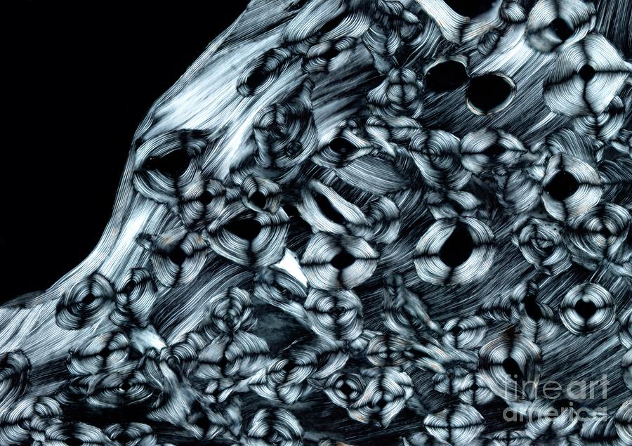 Bone Tissue #2 by Science Photo Library