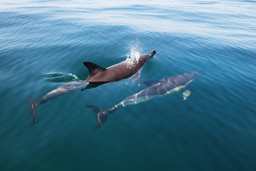 Common Dolphins, Delphinus Delphis, In The Atlantic Ocean Off The Algarve Coast, Portugal ...