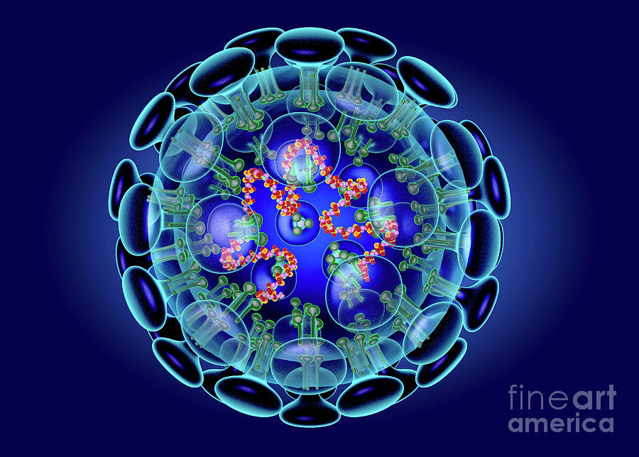 Coronavirus Structure #2 Photograph by Science Photo Library - Fine Art ...