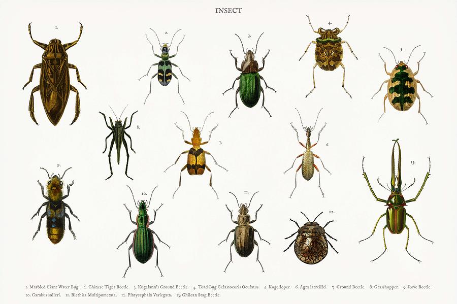 Different types of insects illustrated by Charles Dessalines D Orbigny ...
