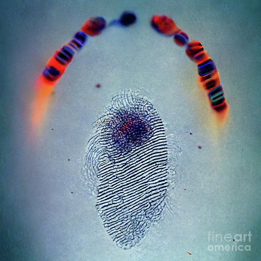 Dna Profiling And Genetic Fingerprinting #2 by Science Photo Library