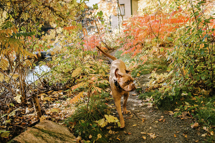 Dog Exploring Park Alone Digital Art by Viara Mileva - Fine Art America