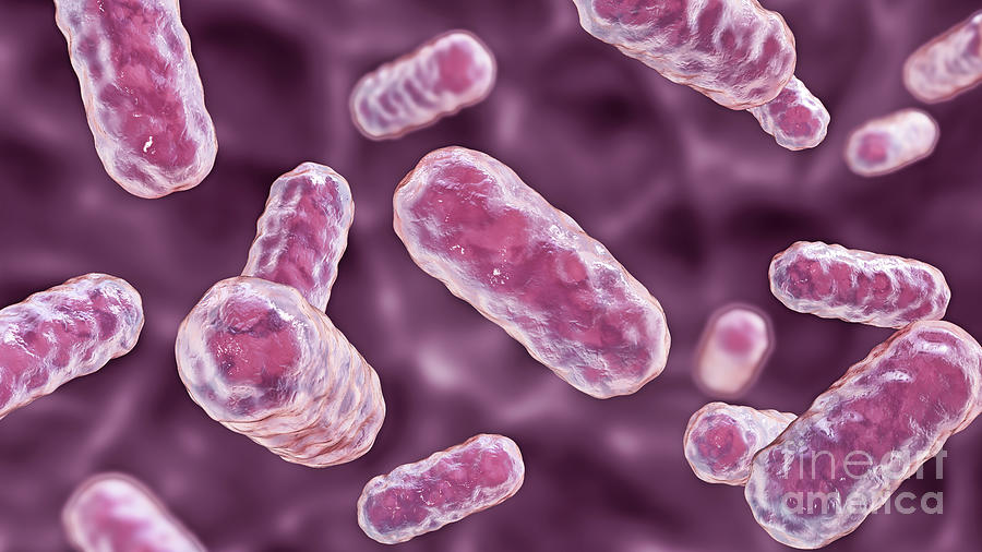 Enterobacter Bacteria Photograph by Kateryna Kon/science Photo Library ...