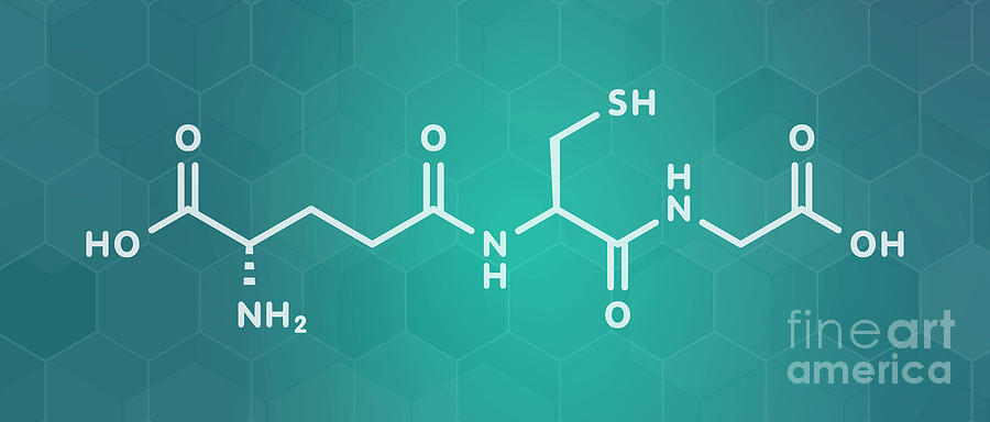 Glutathione Molecule Photograph by Molekuul/science Photo Library ...