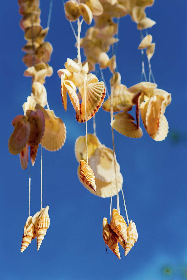 Hanging Shells Photograph by Vivida Photo PC - Fine Art America