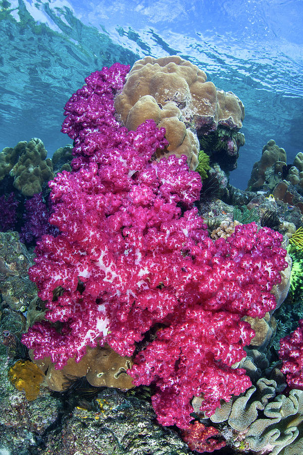 Healthy Corals Grow On A Vibrant Reef Photograph By Ethan Daniels Pixels