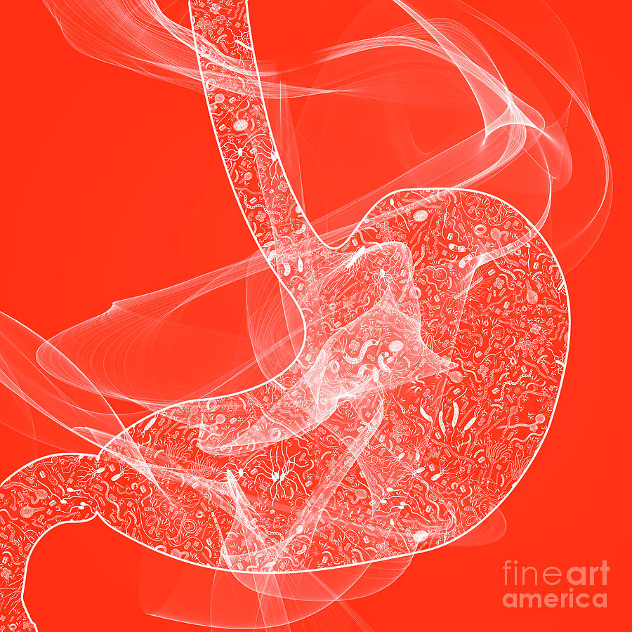 Human Stomach Biomes Photograph by Mehau Kulyk/science Photo Library