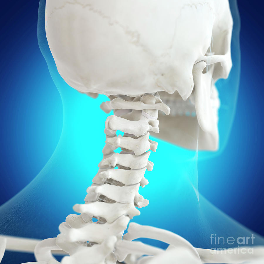 Illustration Of The Atlas Bone Photograph by Sebastian Kaulitzki ...