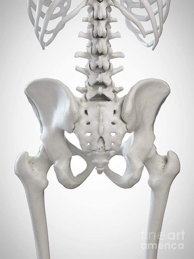 Illustration Of The Sacrum #2 by Science Photo Library