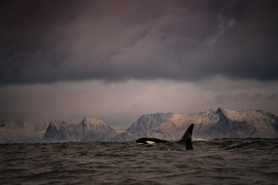 Killer Whale (orcinus Orca), Hunting For Food, Andenes, Nordland, Norway Digital Art by George ...