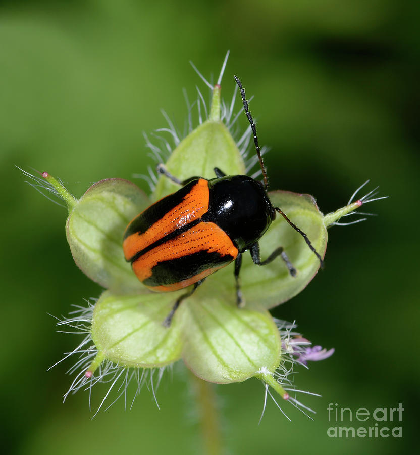 Leaf Beetle #2 Photograph by Science Photo Library - Pixels