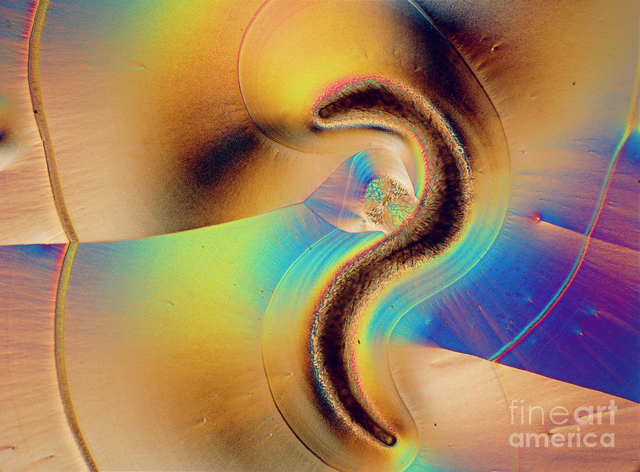 Lm Of Crystals Of Vitamin C Photograph by Astrid & Hanns-frieder Michler/science Photo Library ...