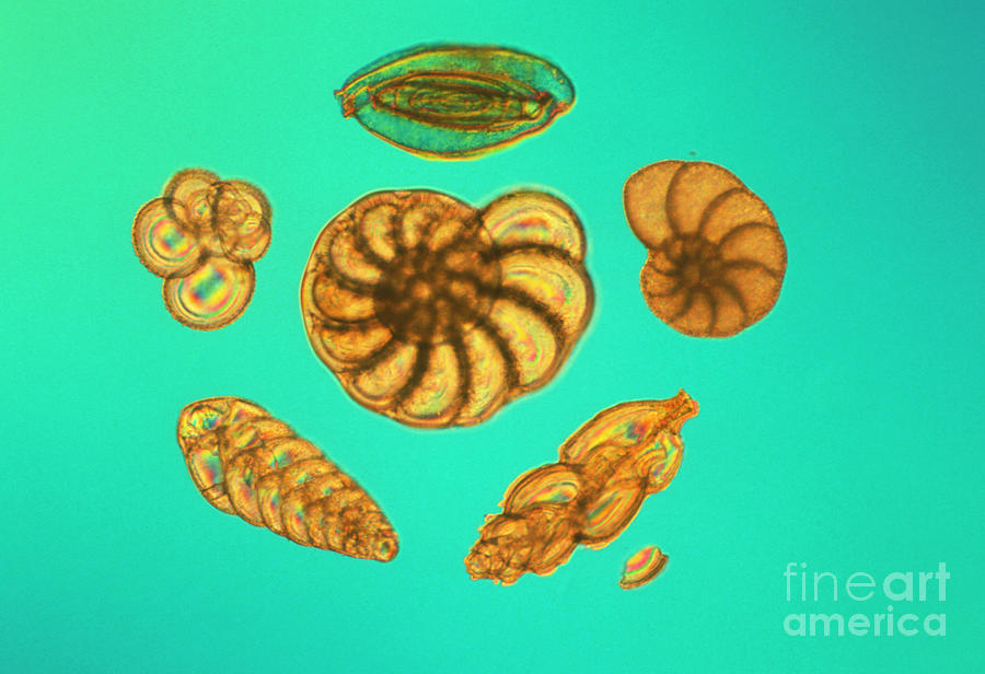 Lm Of Different Foraminifera Shells Photograph by Astrid & Hanns-frieder Michler/science Photo ...
