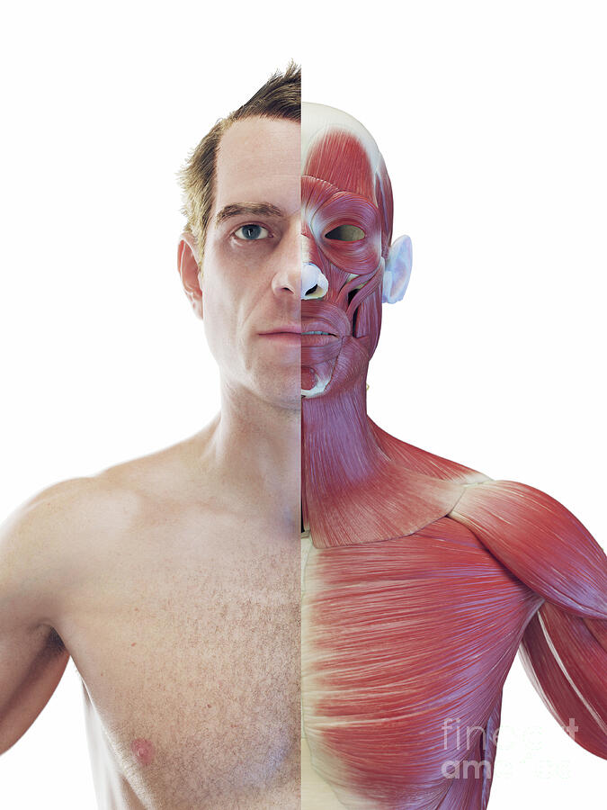 Muscles Of The Upper Torso #2 Photograph by Sebastian Kaulitzki/science ...