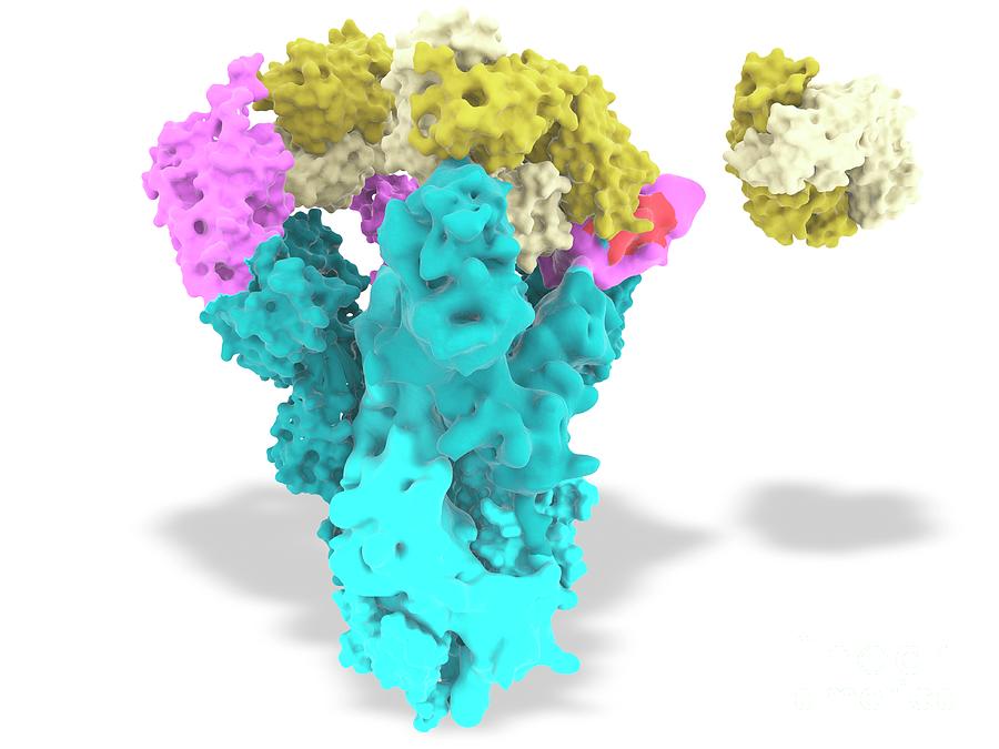 Nanobodies And Covid-19 Virus Spike Protein Photograph by Ramon Andrade 3dciencia/science Photo ...