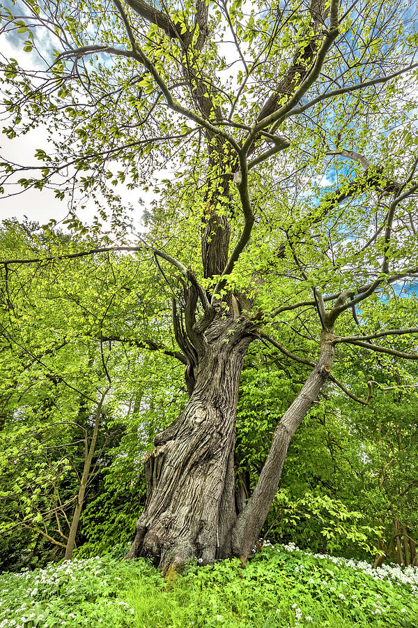Old Trees, Palace Garden, Puttbus, Ruegen Island, Mecklenburg-western ...