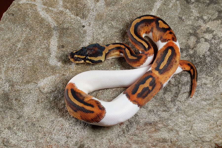 Piebald Ball Python On Rock Photograph by David Kenny - Fine Art America