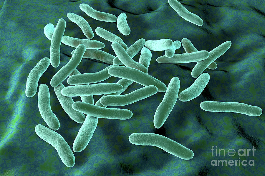 Pseudoalteromonas Tetraodonis Bacteria Photograph by Kateryna Kon/science Photo Library - Fine ...