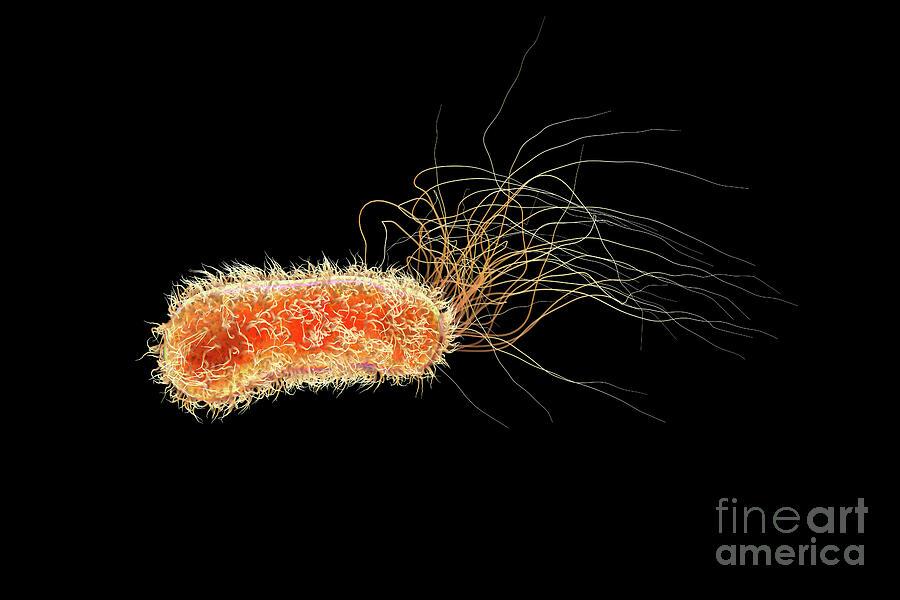 Pseudomonas Aeruginosa Bacterium #2 Photograph by Kateryna Kon/science Photo Library - Pixels Merch