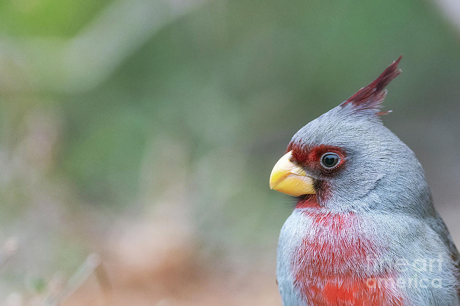 Pyrrhuloxia #2 Photograph by Science Photo Library - Pixels