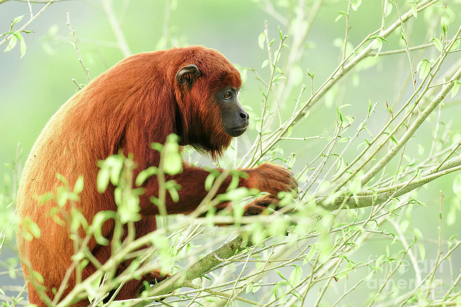 Red Howler Monkey Photograph by Dr P. Marazzi/science Photo Library ...