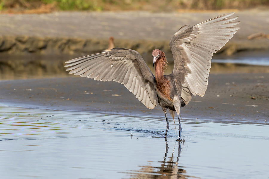 Reddish Egret Hunting With Open Wings Photograph By Ivan Kuzmin Fine