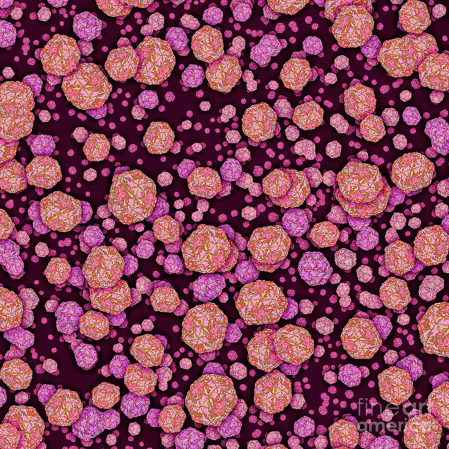 Rhinovirus #2 by Vivid Biology/science Photo Library