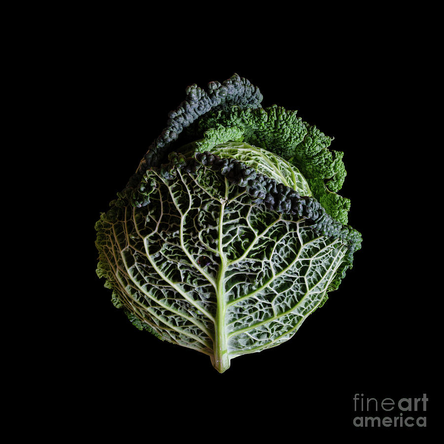 Savoy Cabbage (brassica Oleracea Var. Sabauda) Photograph by Riccardo ...