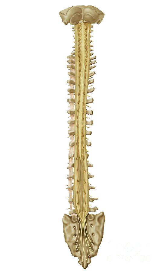 Spinal Cord Anatomy Photograph by Maurizio De Angelis/science Photo ...