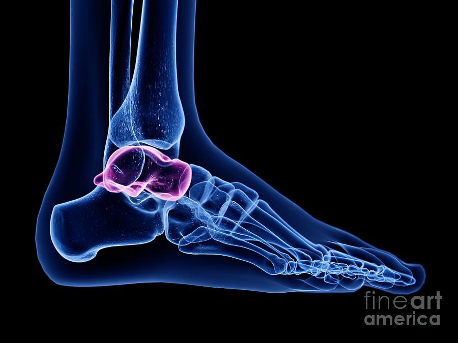 Talus Bone Photograph by Sebastian Kaulitzki/science Photo Library - Pixels