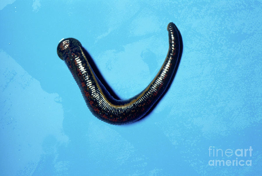 The Medicinal Leech Hirundo Medicinalis Photograph by Astrid & Hanns-frieder Michler/science ...